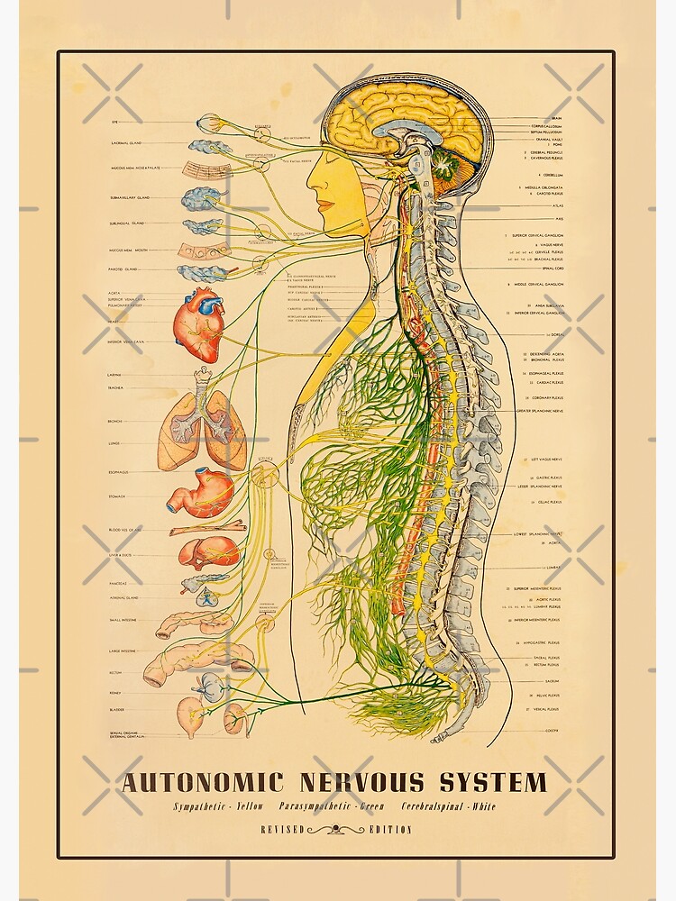 "Nervous System, Medical Chart, Skeleton Print, Doctor Chart" Art Print ...