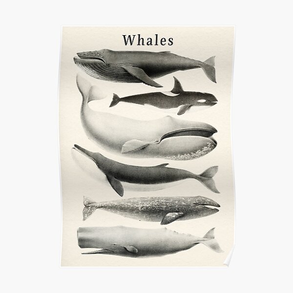 "Whales Collection" Poster for Sale by galdesign | Redbubble