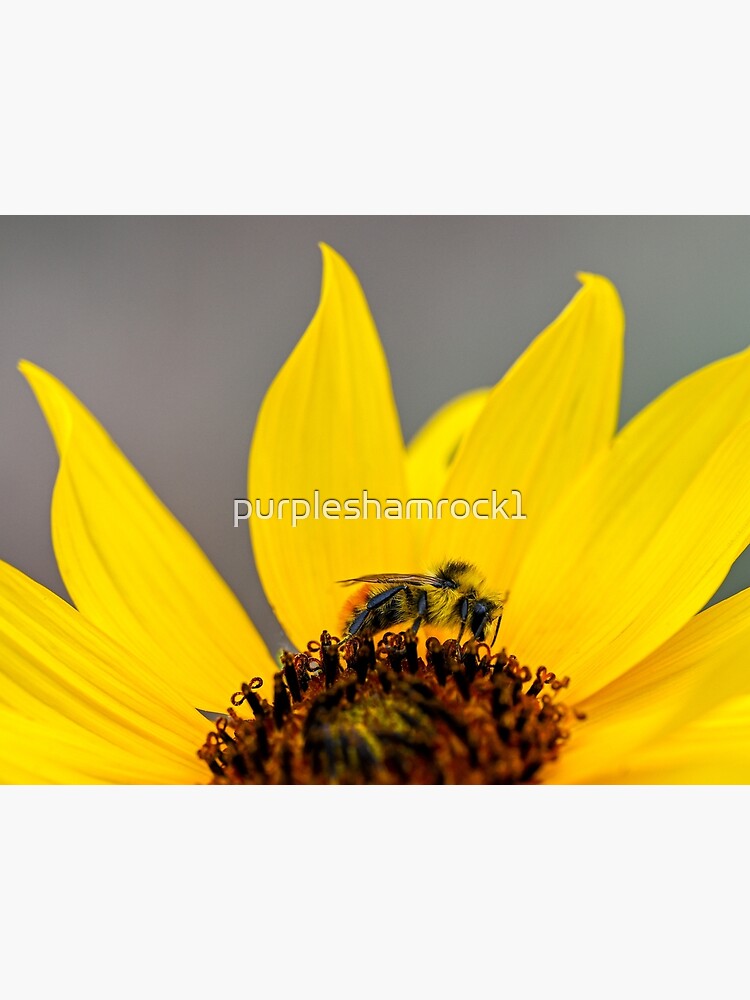 "Delicious sunflower pollen in Utah" Poster for Sale by purpleshamrock1 ...