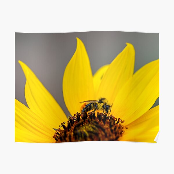"Delicious sunflower pollen in Utah" Poster for Sale by purpleshamrock1 ...