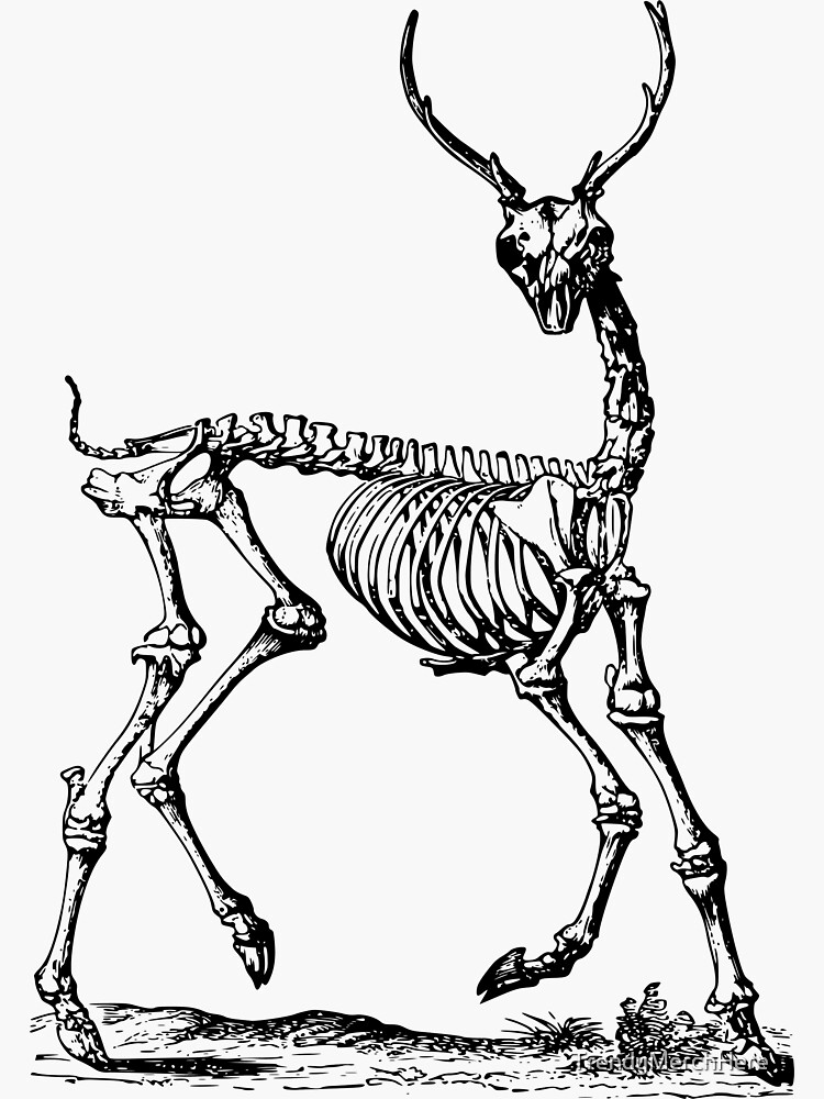 "Vintage deer skeleton drawing" Sticker for Sale by TrendyMerchHere ...