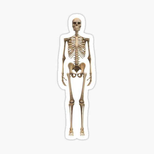 "Skeleton " Sticker for Sale by mhmtcaliskan | Redbubble
