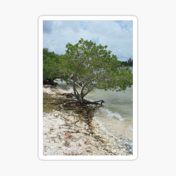 "Mangrove Portrait DPG160517" Sticker for Sale by CSteenArt | Redbubble