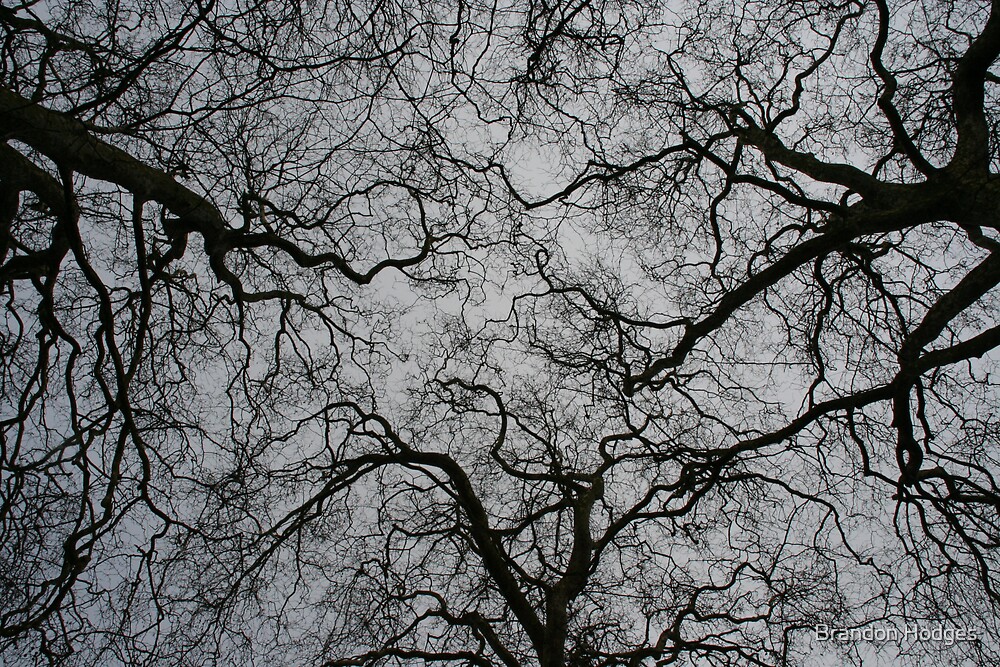 "Tree veins" by Brandon Hodges | Redbubble
