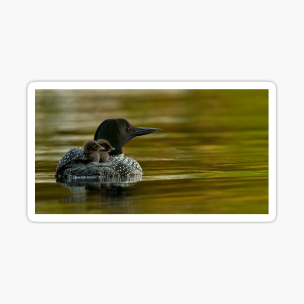 "Common Loon And Chick " Sticker for Sale by CaraLeess | Redbubble