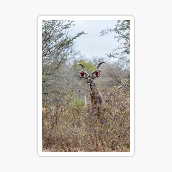"Kudu in the wild" Sticker for Sale by stedata | Redbubble