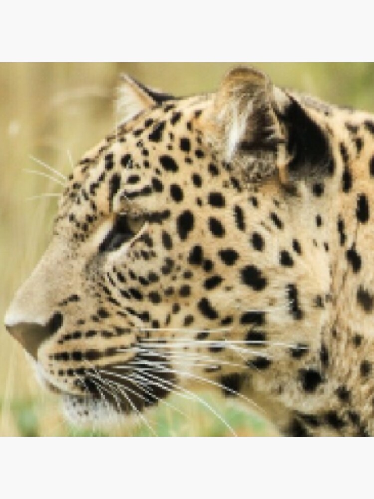 "16-Bit Pixel Art Persian Leopard Portrait Close Up" Sticker for Sale ...