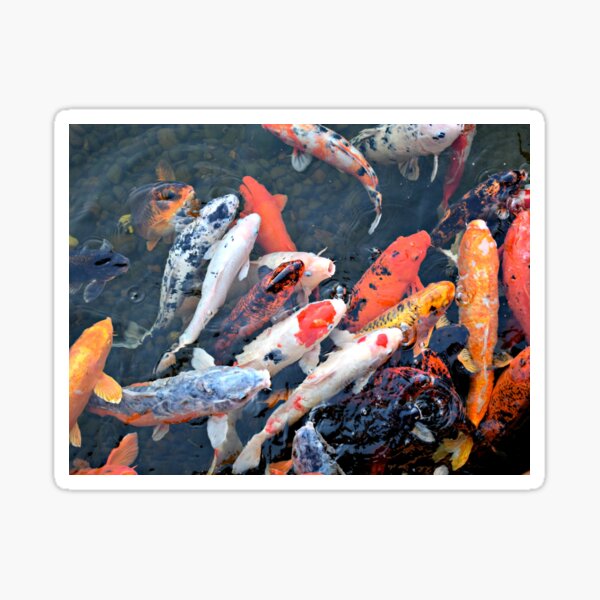 "Japanese Koi Fish design" Sticker for Sale by DoDoTee-Mart | Redbubble