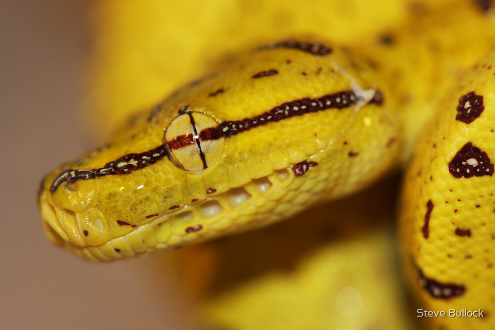 "Green Tree Python - Hatchling" by Steve Bullock | Redbubble