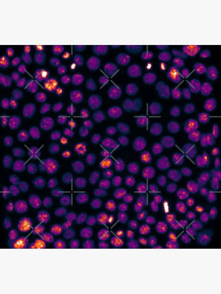 "Pink nuclei in epithelial cells. Nature inspired polka-dots!" Sticker ...