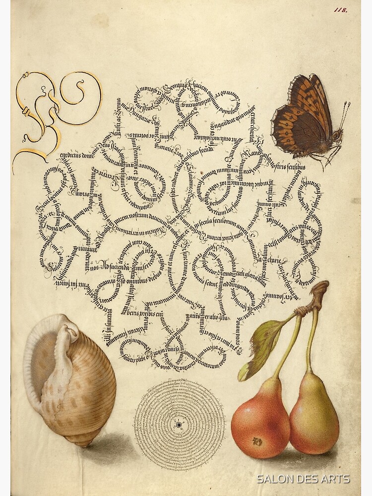 "Butterfly, Mollusk and Pear (1561-1596) - Medieval Illuminated ...
