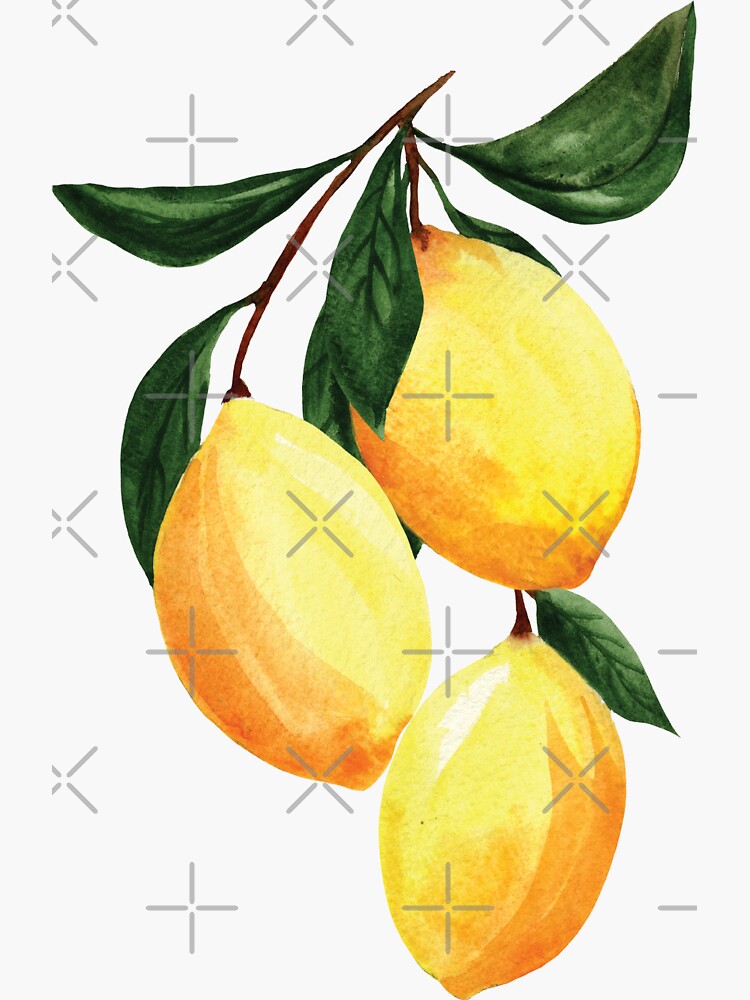 "Watercolor hand drawn citrus lemon botanical illustration" Sticker for ...