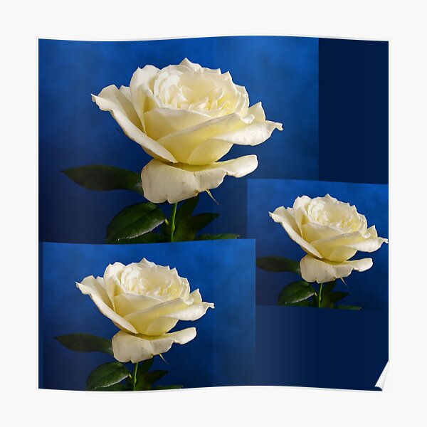"white roses" Poster for Sale by zuzta | Redbubble