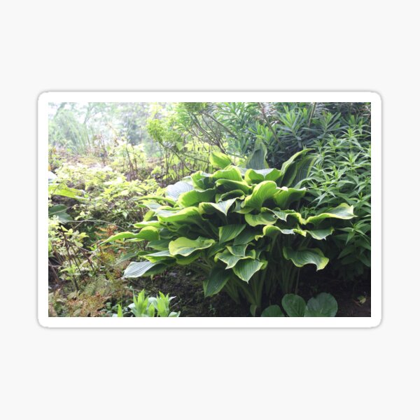 "Hosta in Herbaceous Border" Sticker for Sale by susanellen | Redbubble