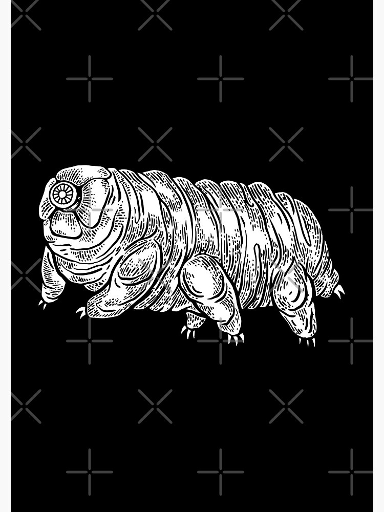 "Tardigrade water bear sketch engraving vector. Black" Spiral Notebook ...