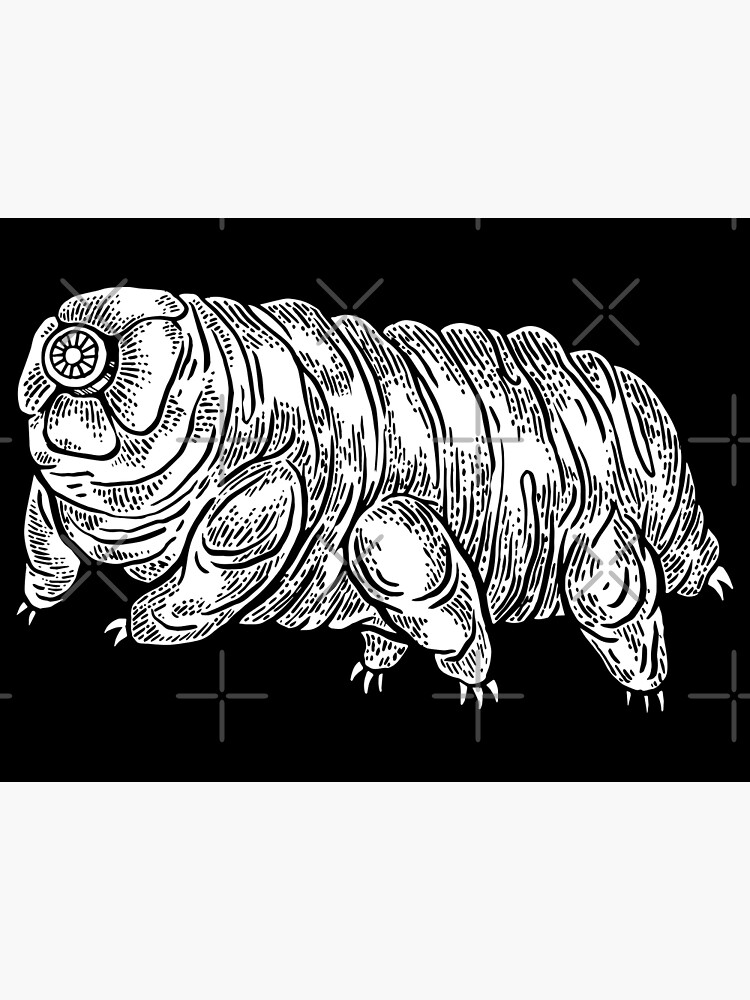 "Tardigrade water bear sketch engraving vector. Black" Art Print for ...