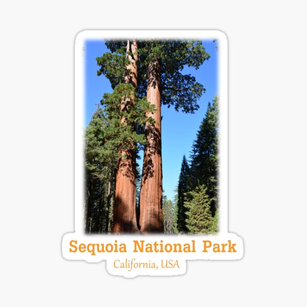 "Giant sequoia trees in Sequoia National Park" Sticker for Sale by ...