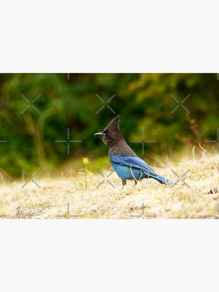"Mountain Jay Being Goth" Poster for Sale by Natural-Habitat | Redbubble