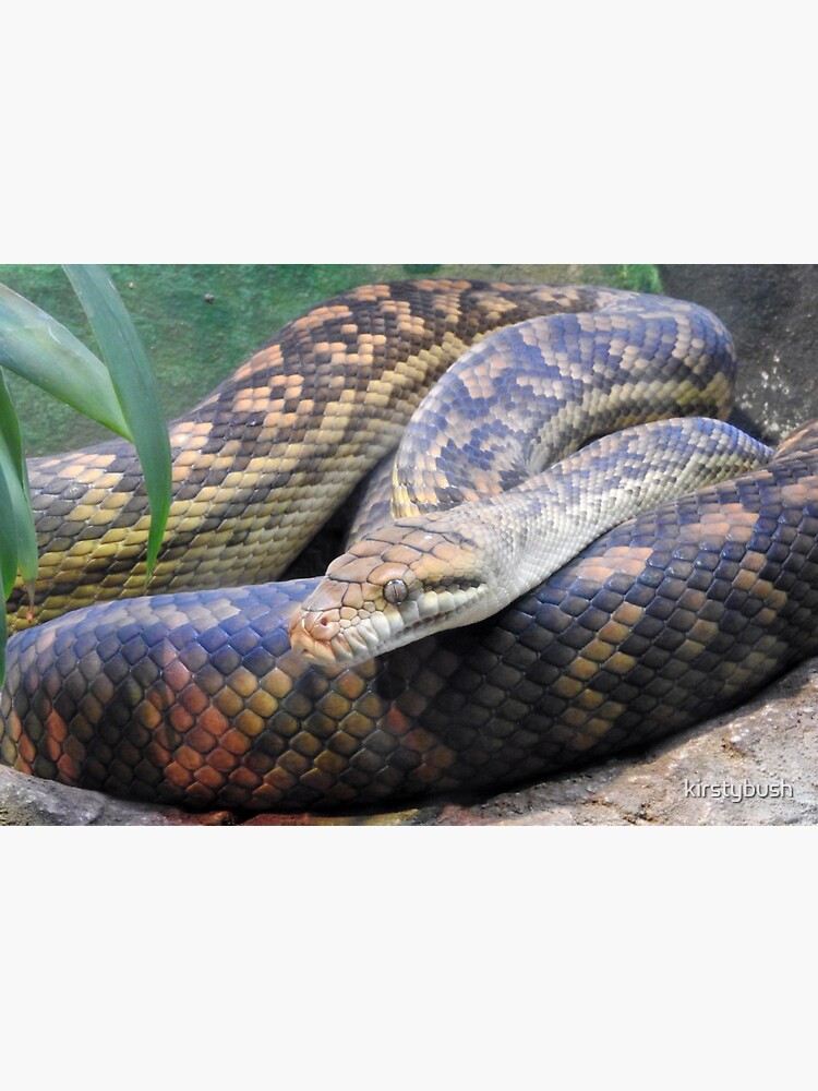 "Amethystine Python" Sticker for Sale by kirstybush | Redbubble