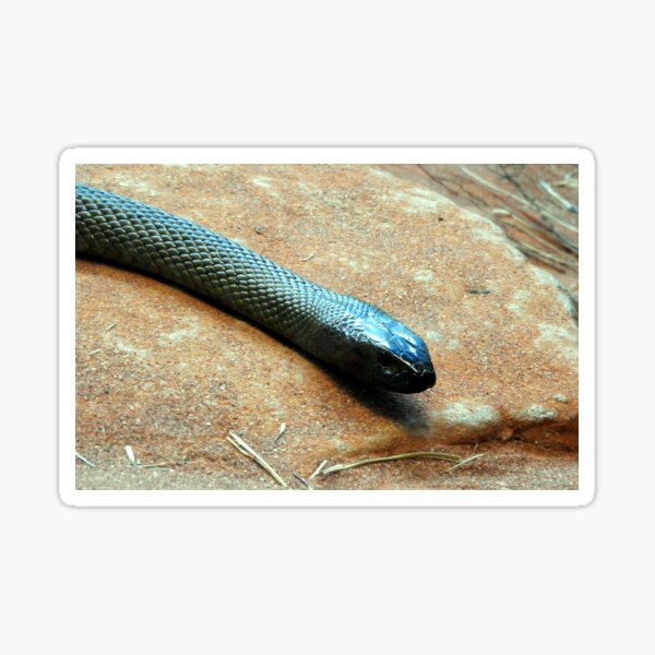 "Inland Taipan" Sticker for Sale by kirstybush | Redbubble