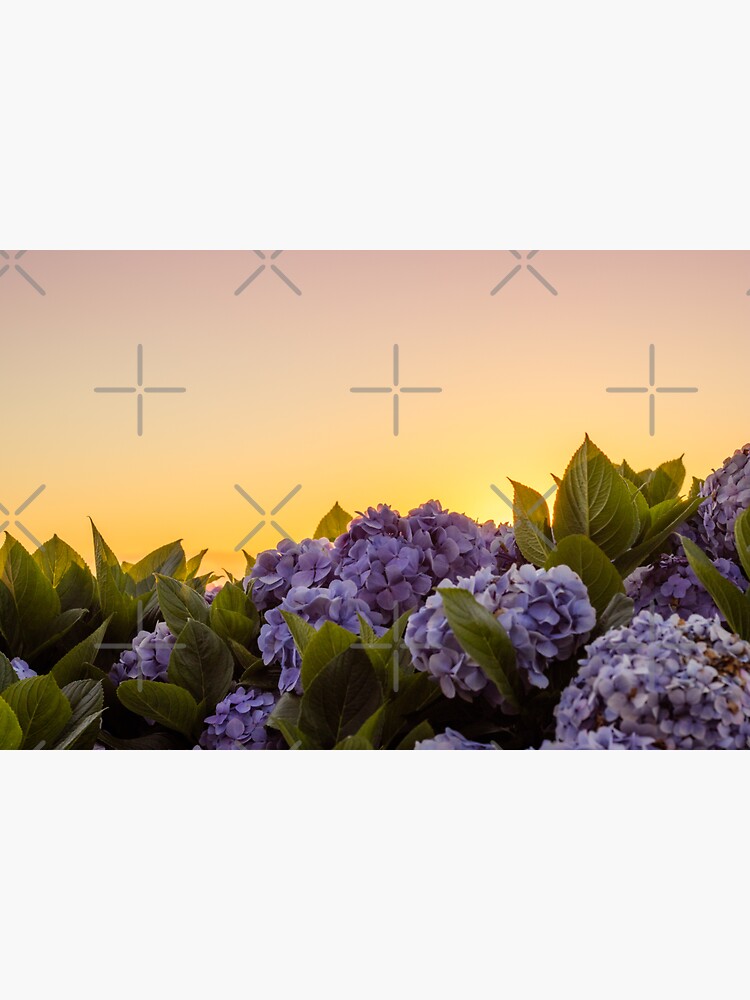 "Hydrangea flower, sunrise light, Azores islands." Sticker for Sale by ...