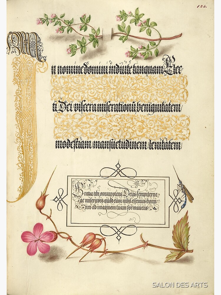 "Flower, Plant and Insect (1561-1596) - Medieval Illuminated Manuscript ...