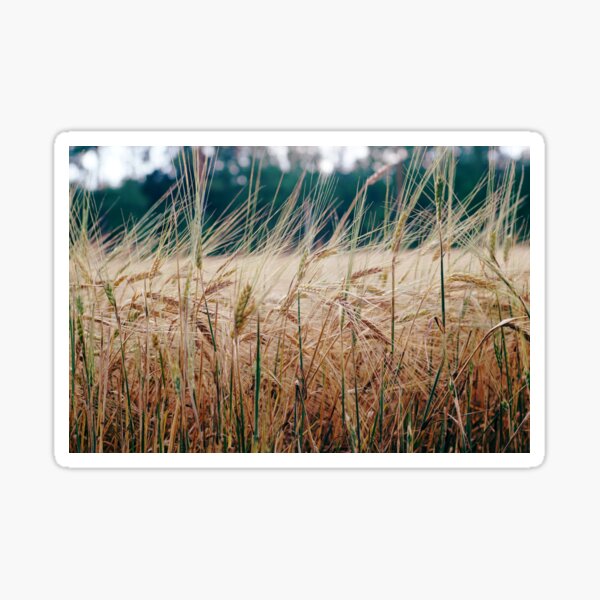 "Stalks of barley reaching for the skies" Sticker for Sale by riku05830 ...