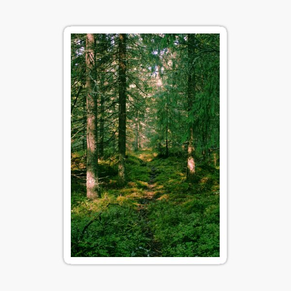 "Path in the woods" Sticker for Sale by riku05830 | Redbubble
