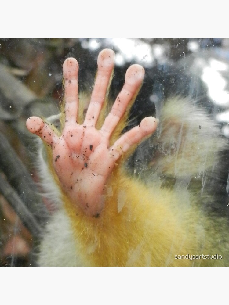 "Stop! Bolivian Squirrel Monkey's Hand, Wellington Zoo " Poster by ...