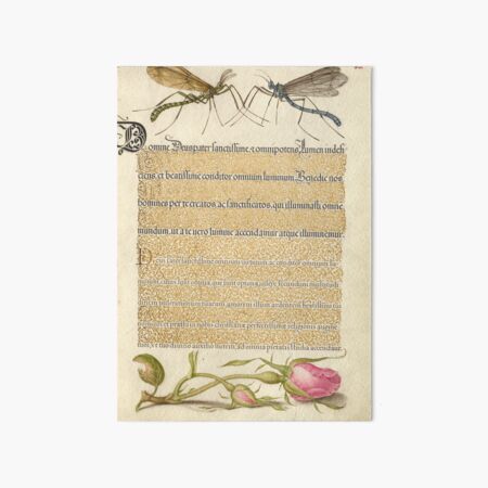 "Insects and Rose (1561-1596) - Medieval Illuminated Manuscript" Art ...