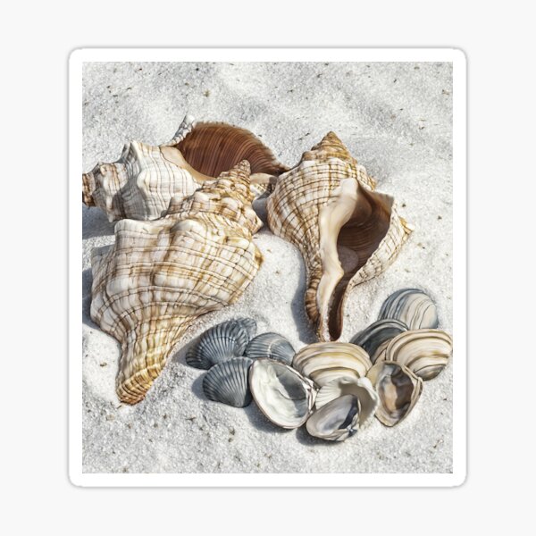 "Seashells" Sticker for Sale by Splendourlane | Redbubble