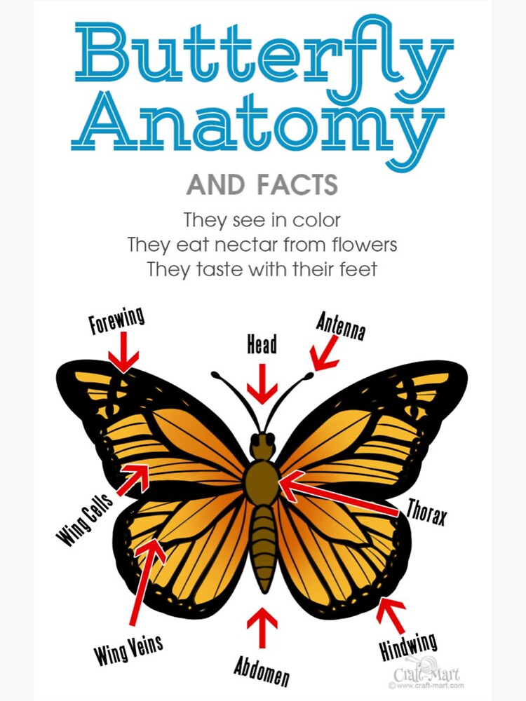 "Butterfly Anatomy" Sticker for Sale by kaylacraft3 | Redbubble