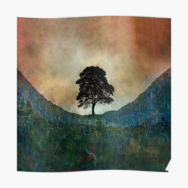 "Sycamore gap tree surrounded by nature and beautiful landscapes ...