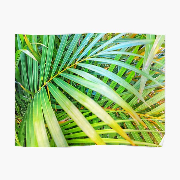"Exotic Tropical Palm Leaves Tropicalcore Tropical Vacation Aesthetic 1 ...