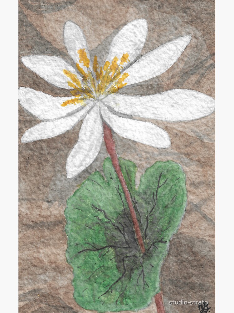 "Bloodroot (Appalachian Wildflowers #2)" Sticker for Sale by studio ...