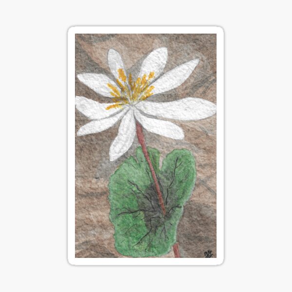 "Bloodroot (Appalachian Wildflowers #2)" Sticker for Sale by studio ...