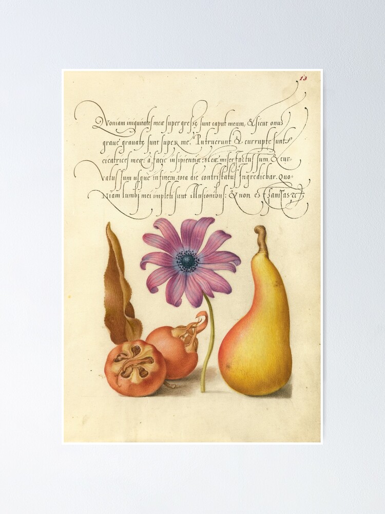 "Medlar, Flower and Pear (1561-1596) - Medieval Illuminated Manuscript ...