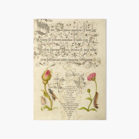 "Insects and Flowers (1561-1596) - Medieval Illuminated Manuscript" Art ...
