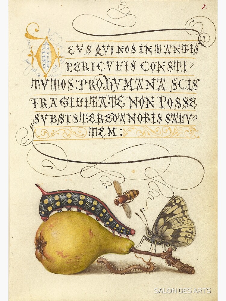 "Insect and Pear (1561-1596) - Medieval Illuminated Manuscript" Poster ...