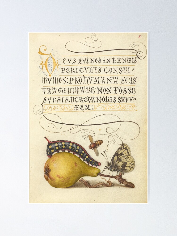 "Insect and Pear (1561-1596) - Medieval Illuminated Manuscript" Poster ...