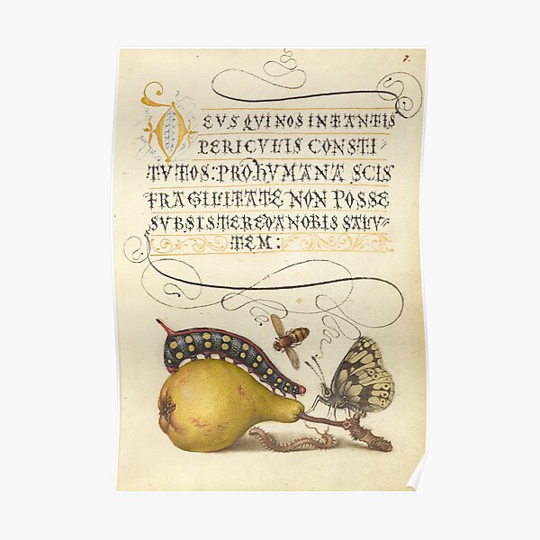 "Insect and Pear (1561-1596) - Medieval Illuminated Manuscript" Poster ...