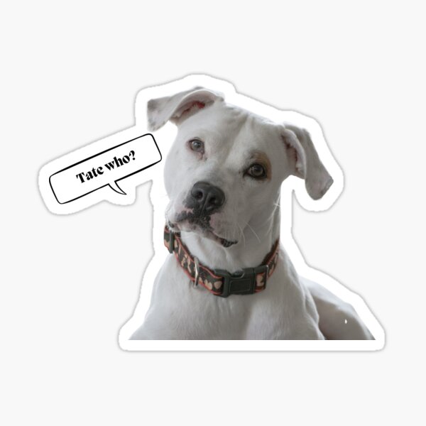 "Dogs Tate who? adorable pit bull tate" Sticker for Sale by Madelunita ...
