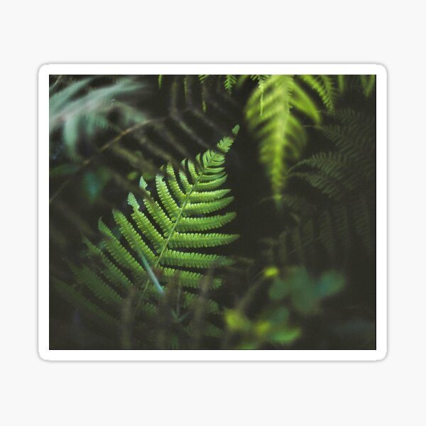 "Jungle and beautiful fern" Sticker for Sale by Vlade222 | Redbubble