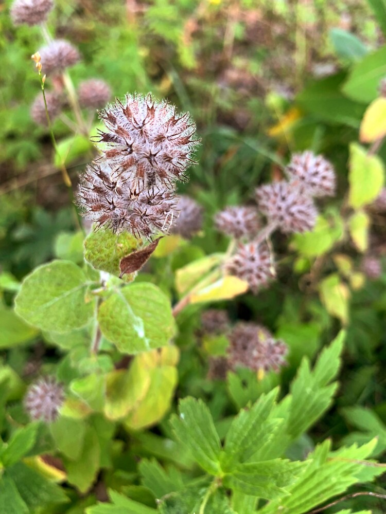 "Wild Basil" Sticker for Sale by SawyerSebastian | Redbubble