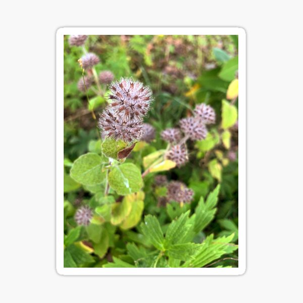 "Wild Basil" Sticker for Sale by SawyerSebastian | Redbubble