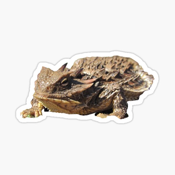 "Horned Lizard " Sticker for Sale by tdkraft | Redbubble