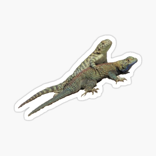 "Spiny Lizards" Sticker for Sale by tdkraft | Redbubble