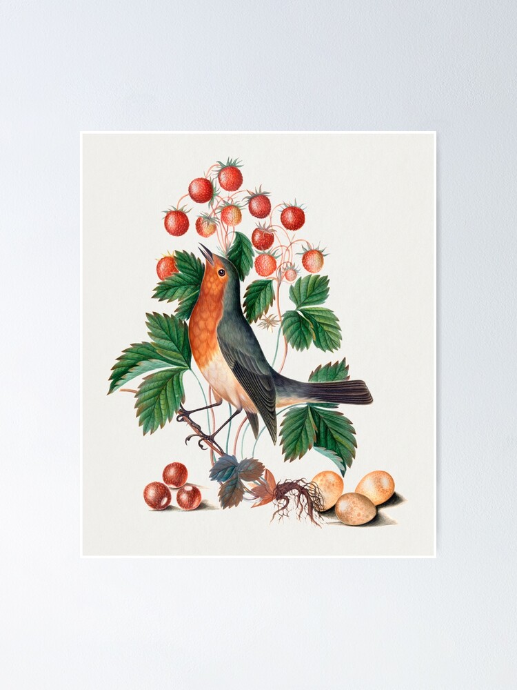 "European Robin and Wild Strawberry Plant Vintage Painting 1700s ...