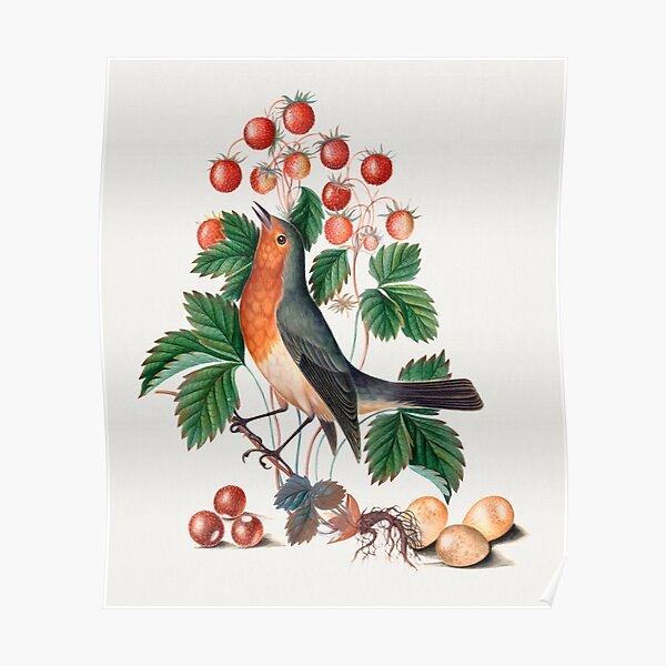 "European Robin and Wild Strawberry Plant Vintage Painting 1700s ...