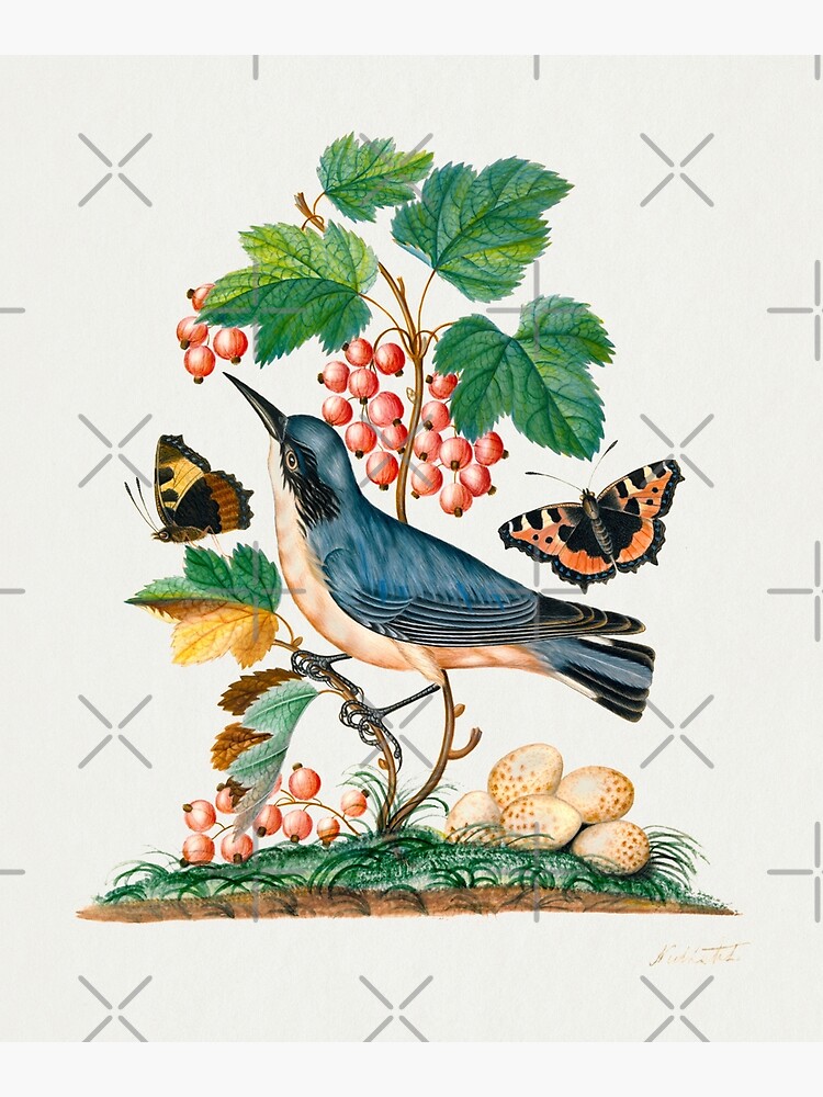 "Subalpine Warbler Vintage Painting 1700s" Poster for Sale by ...